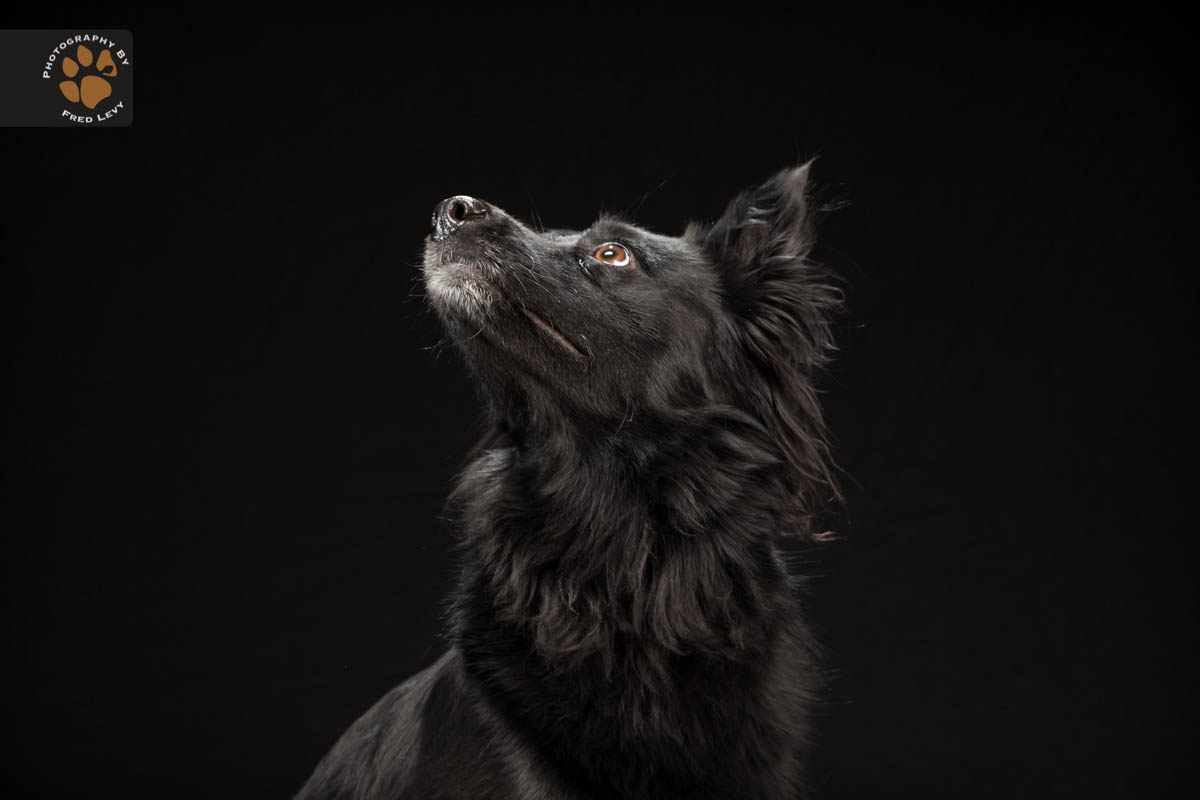 Black Dogs Project. | Fred Levy.Quiet Lunch