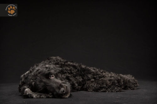 Black Dogs Project. | Fred Levy.Quiet Lunch