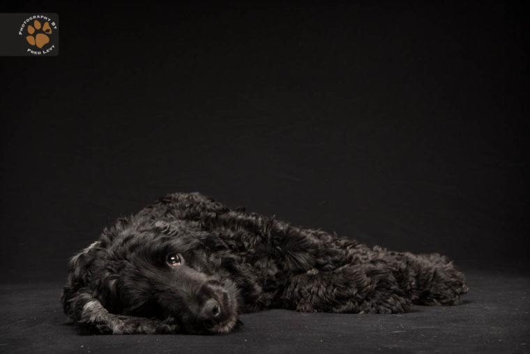 Black Dogs Project. | Fred Levy.Quiet Lunch