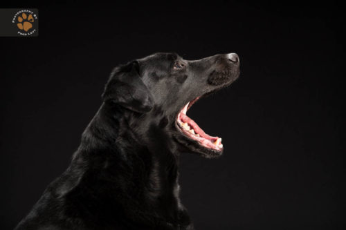 Black Dogs Project. | Fred Levy.Quiet Lunch
