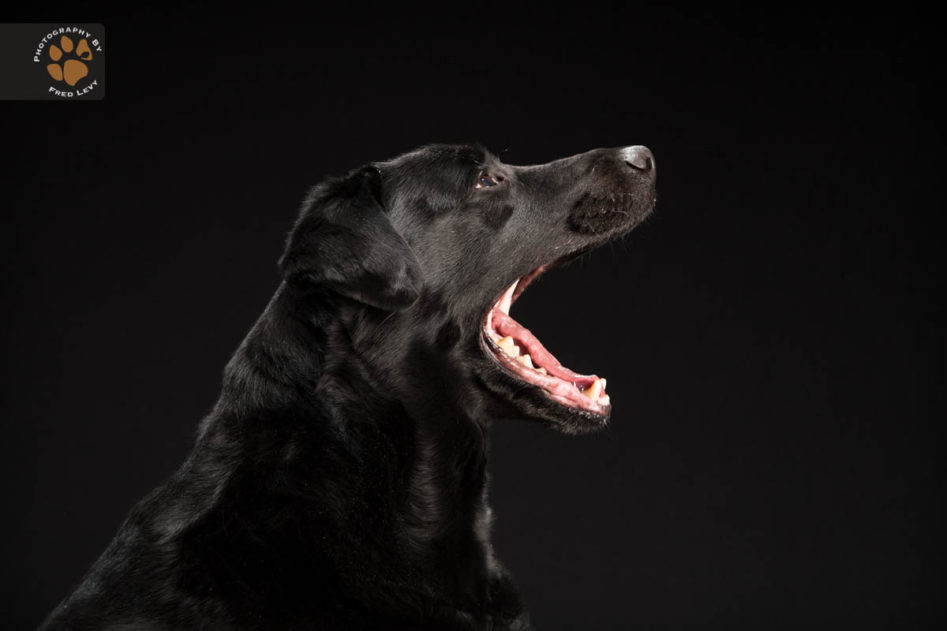 Black Dogs Project. | Fred Levy.Quiet Lunch