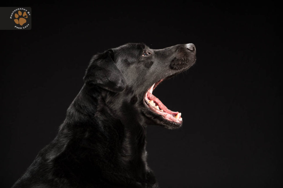 Black Dogs Project. | Fred Levy.Quiet Lunch