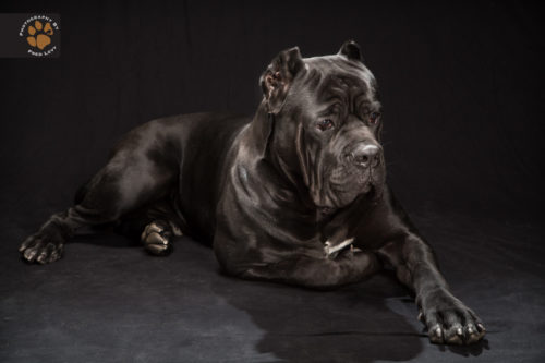 Black Dogs Project. | Fred Levy.Quiet Lunch