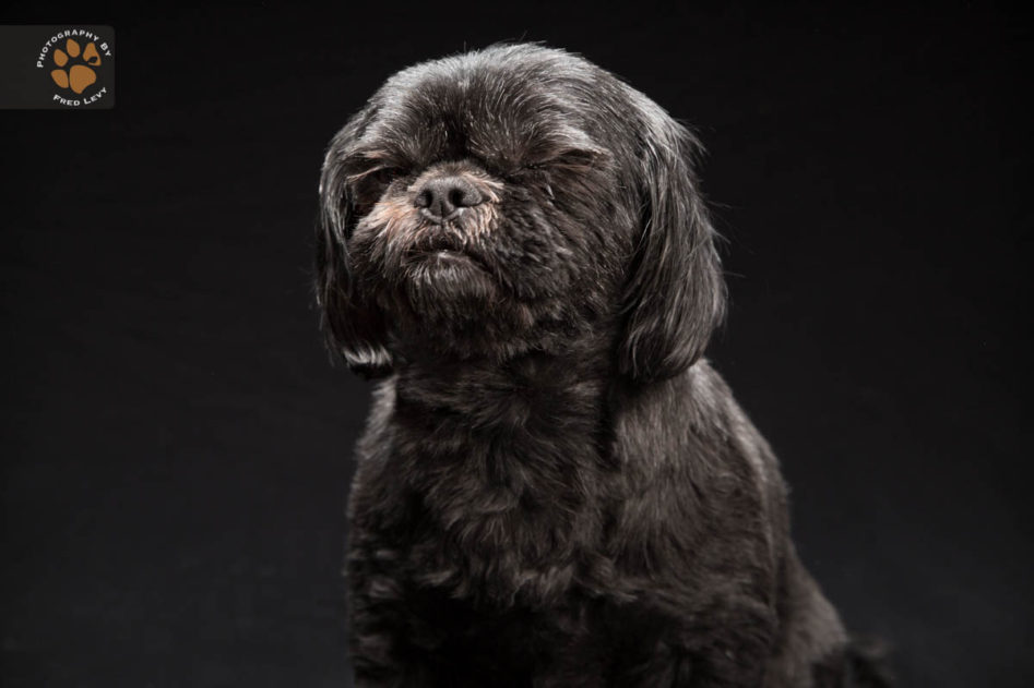 Black Dogs Project. | Fred Levy.Quiet Lunch