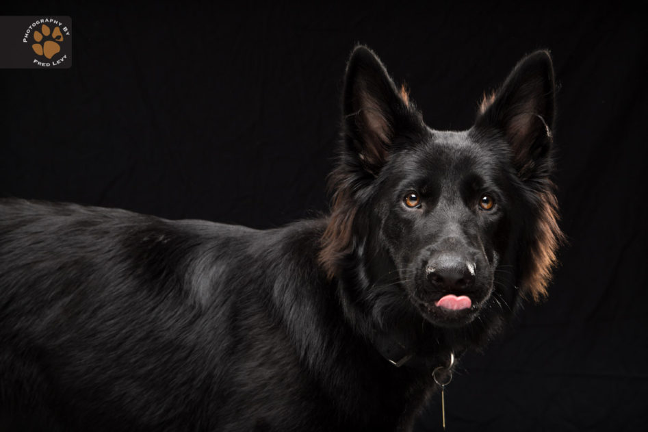 Black Dogs Project. | Fred Levy.Quiet Lunch