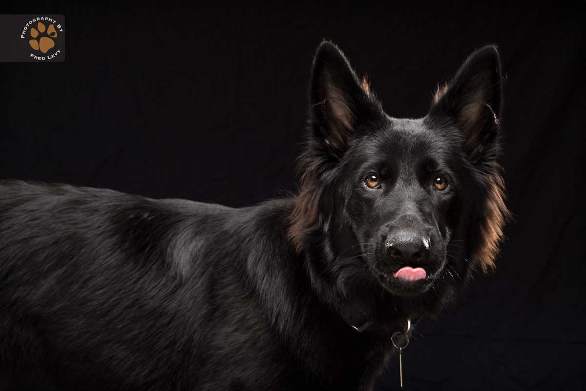 Black Dogs Project. | Fred Levy.Quiet Lunch