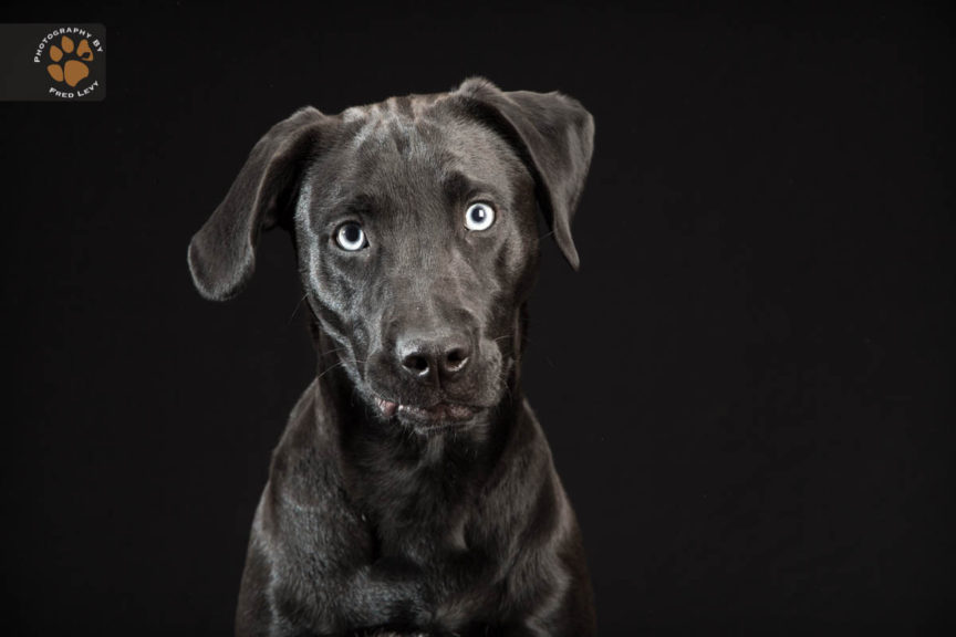 Black Dogs Project. | Fred Levy.Quiet Lunch